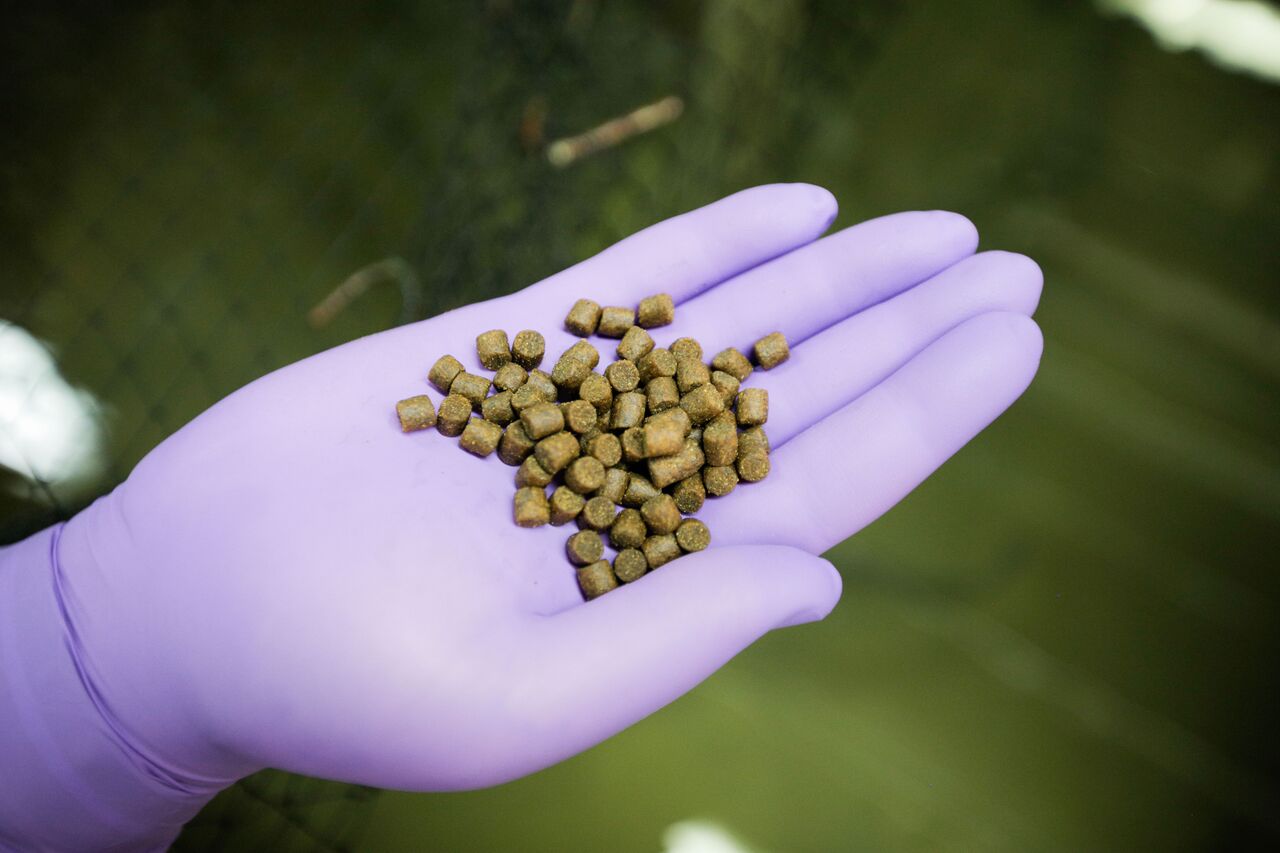 Evaluation of Different Commercial Feeds on Sobaity for Optimum Growth ...