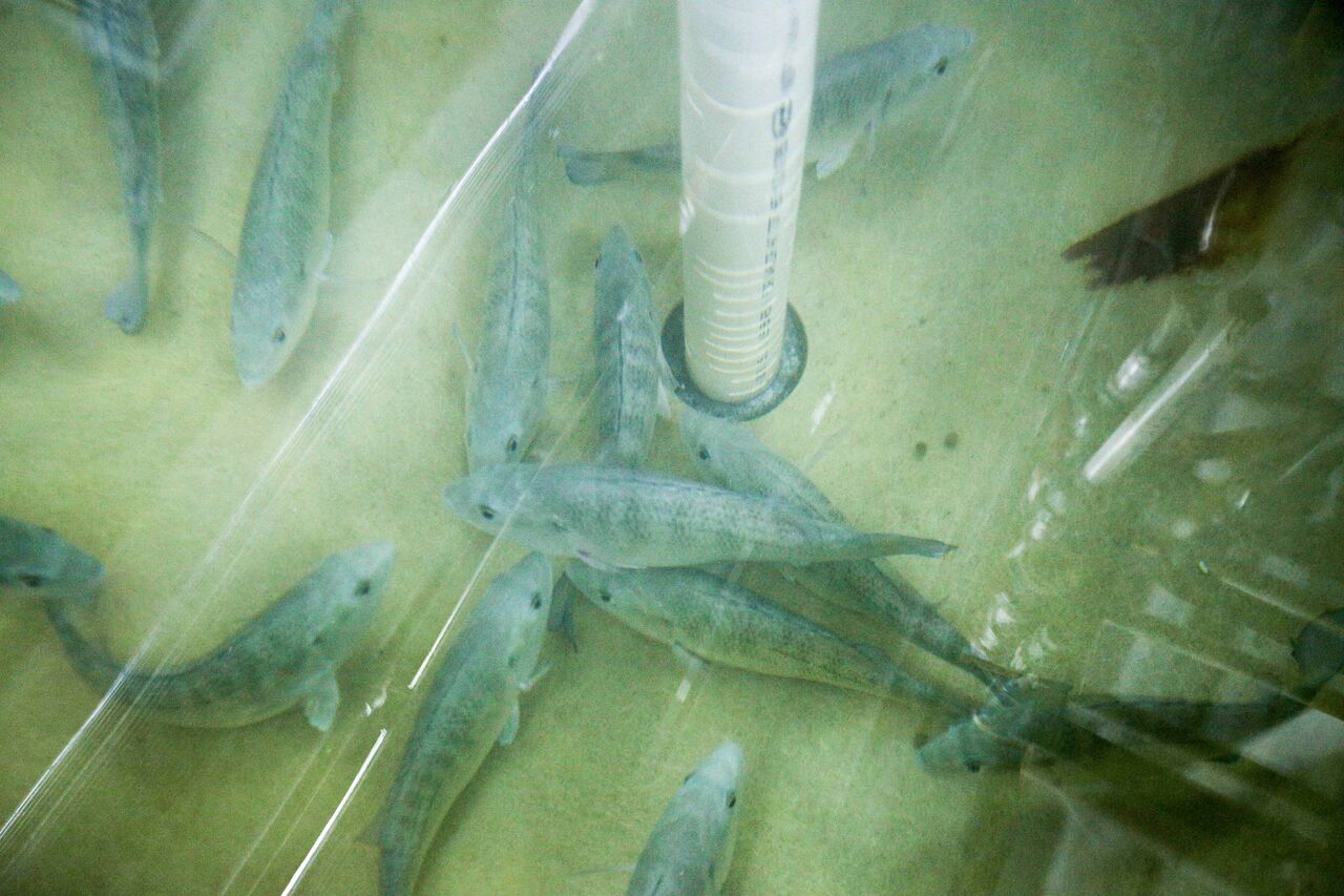 Improvement of Nutritional Quality of Cultured Sobaity Muscle by Pre ...